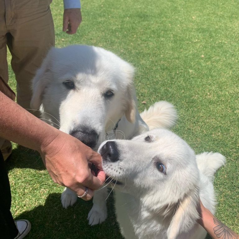 Street Paws Festival Debuts at Maroubra Beach - Maroubra News