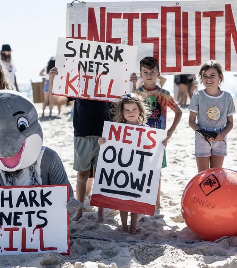 Maroubra Shark Nets: A Tug-of-War Between Safety and Conservation ...